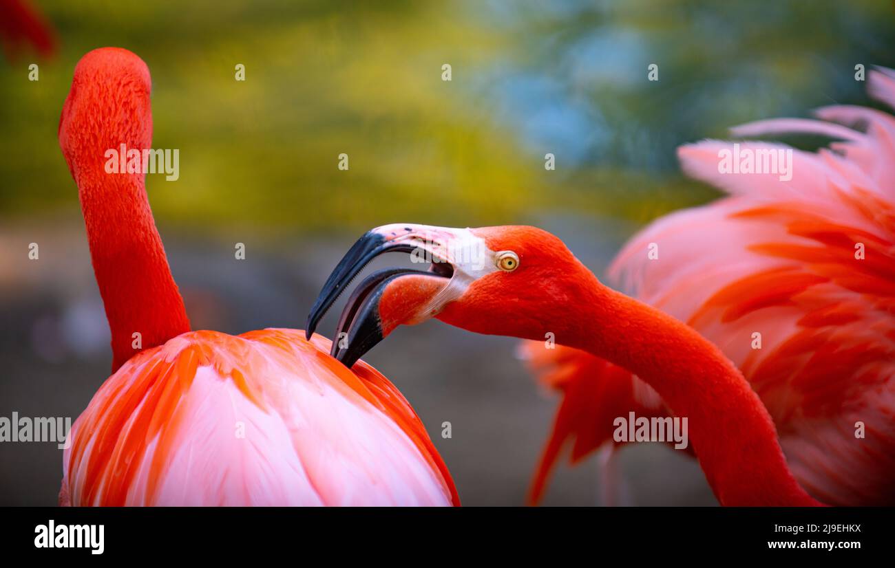 Close up portrait of funny pink flamingo beauty birds. Caribbean ...