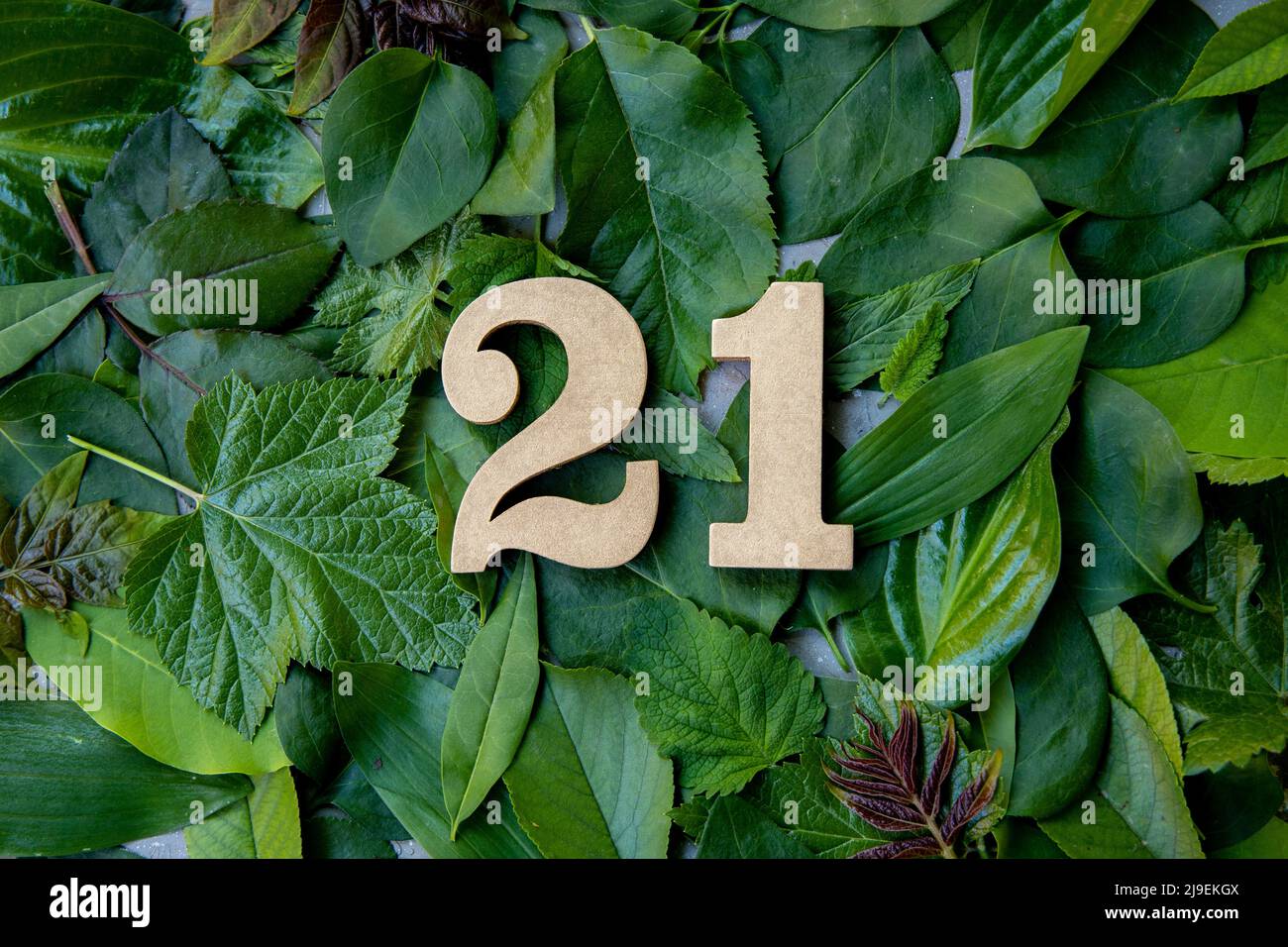 Number 21 with golden wooden letters in bright green leaves background ...