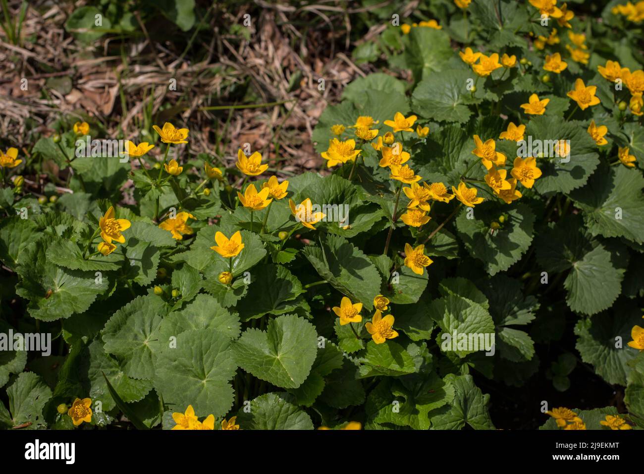 Serbian wildflower hi-res stock photography and images - Alamy
