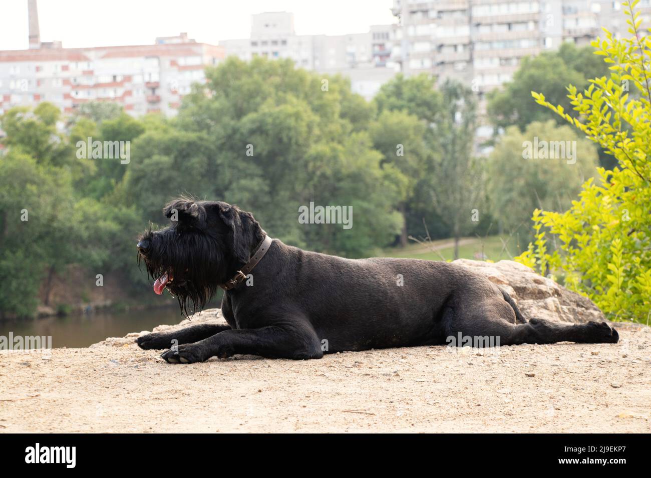 portrait of an adult black dog Giant Schnauzer in the park in the sun ...