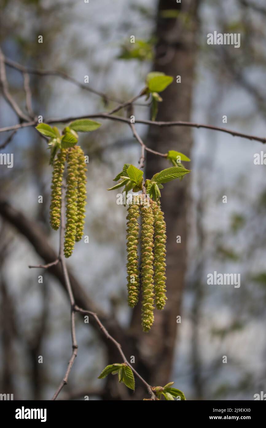 Ostrya tree hi-res stock photography and images - Alamy