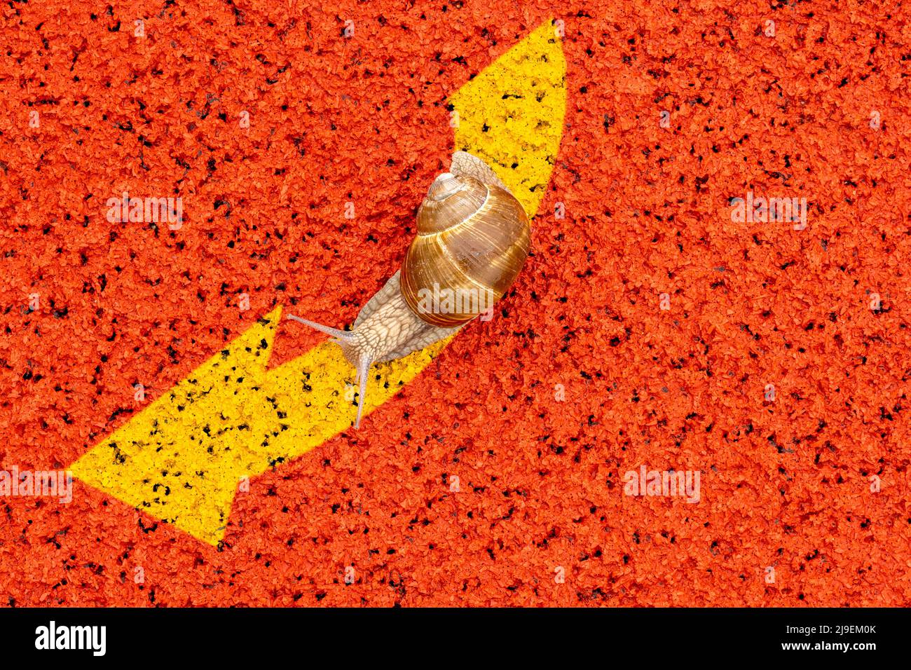 A snail crawling along an arrow sign. Concept of choice, steady ...