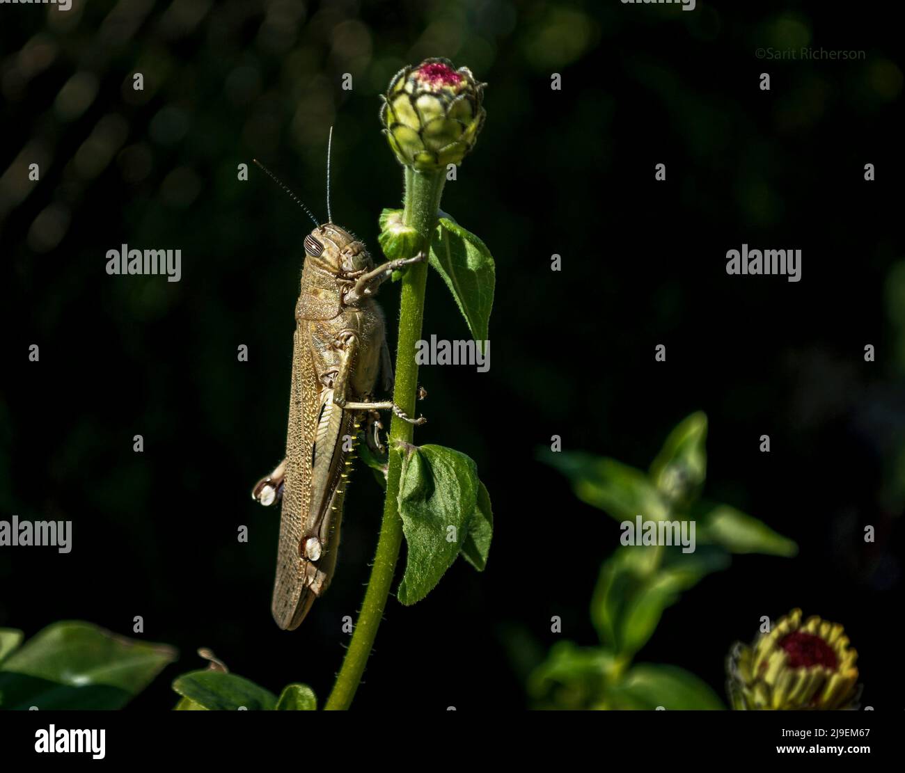 closeup profile of a large adult egyptian locust Anacridium aegyptium ...