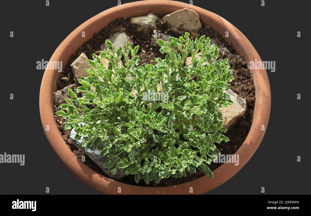 Real rose of jericho hi-res stock photography and images - Alamy