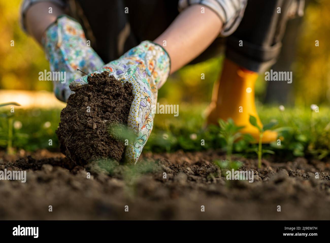 Female gardener planting flowers in her flowerbed. Gardening concept ...