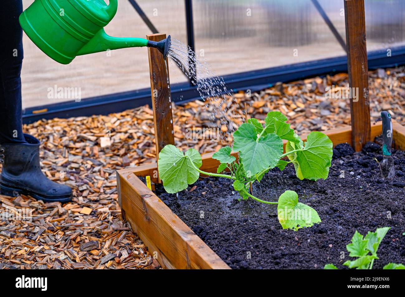 watering can watering squash in a cultivating box Stock Photo - Alamy