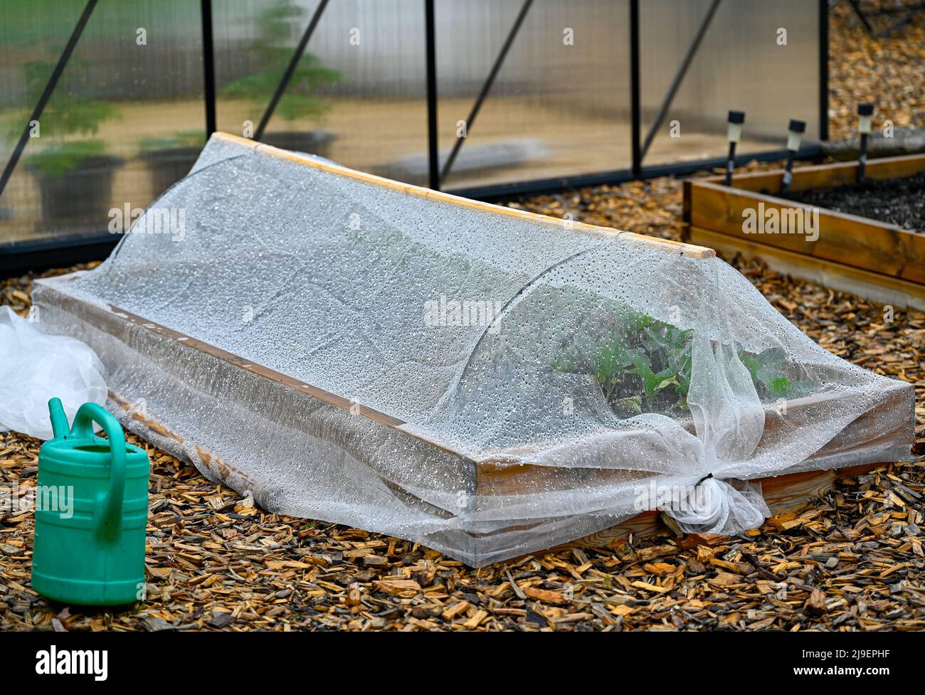 kabage net covering cultivating box with cabage inside Stock Photo - Alamy
