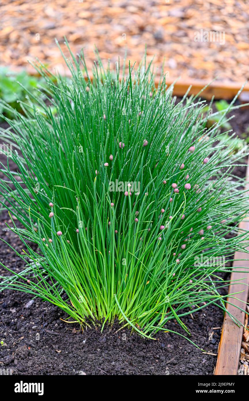 green and wet chive growing in cultivating box Stock Photo - Alamy