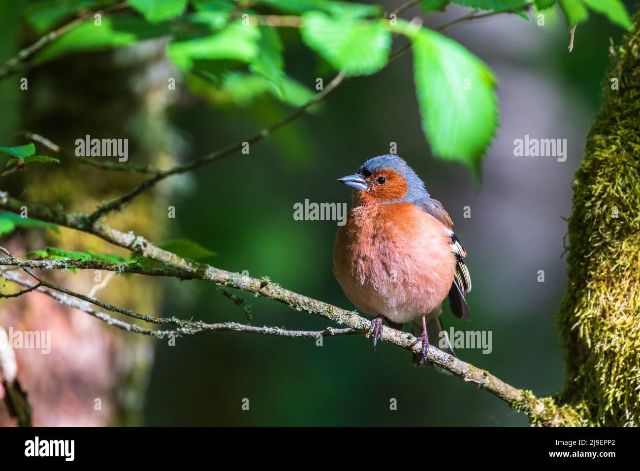 Cute Chaffinch on a branch Stock Photo - Alamy