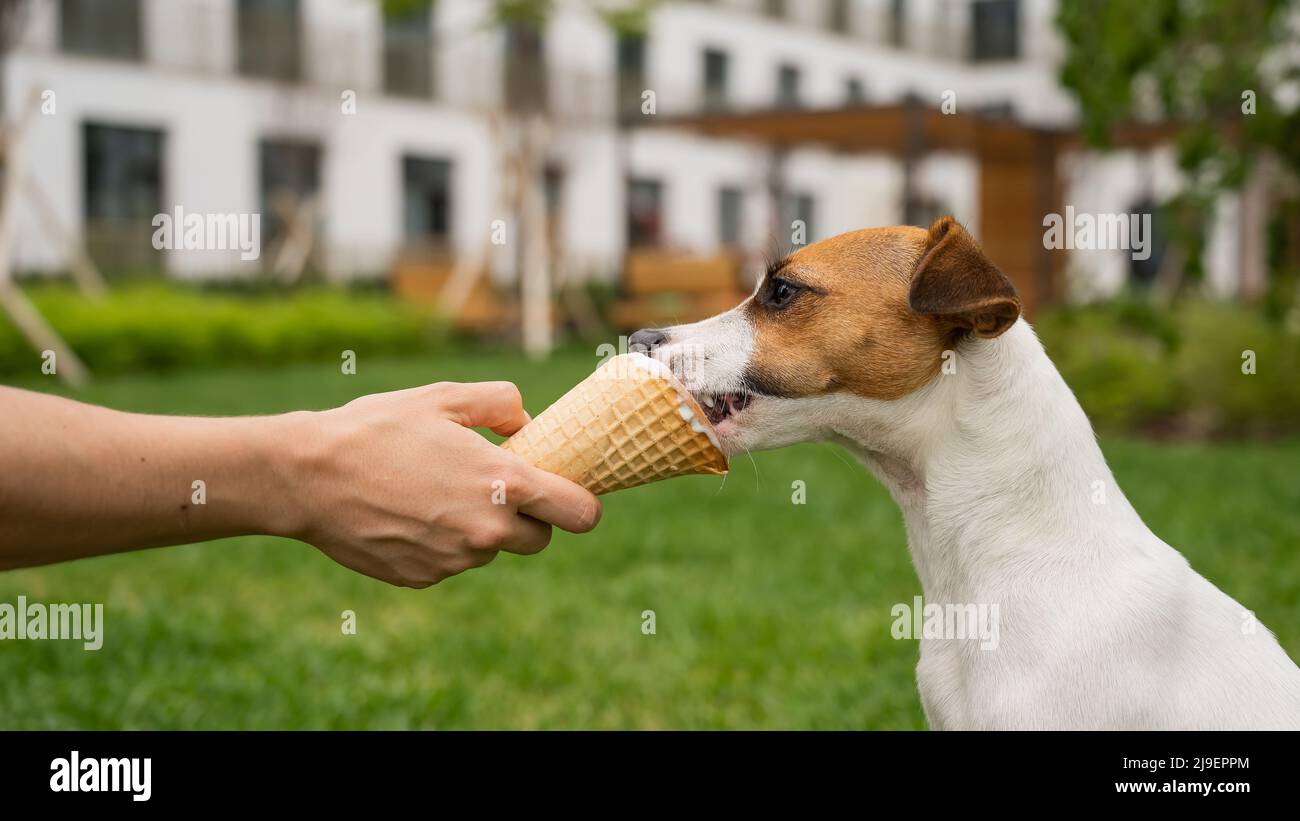 Jack russell eating ice cream hi-res stock photography and images - Alamy
