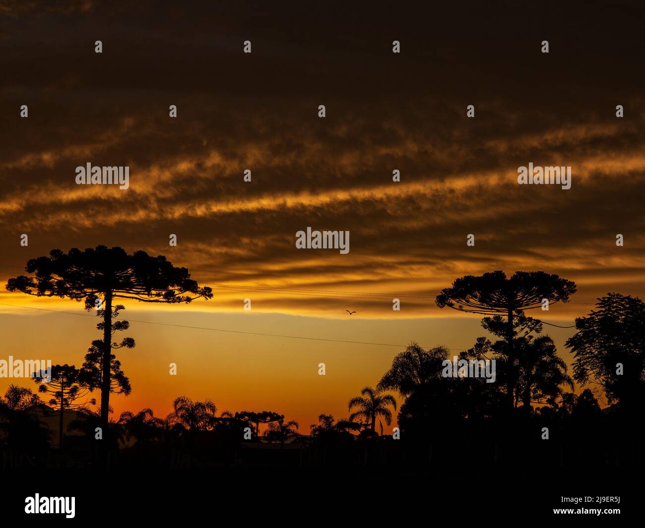 Araucaria tree at sunset, Urubici town, Santa Catarina, Brazil Stock ...