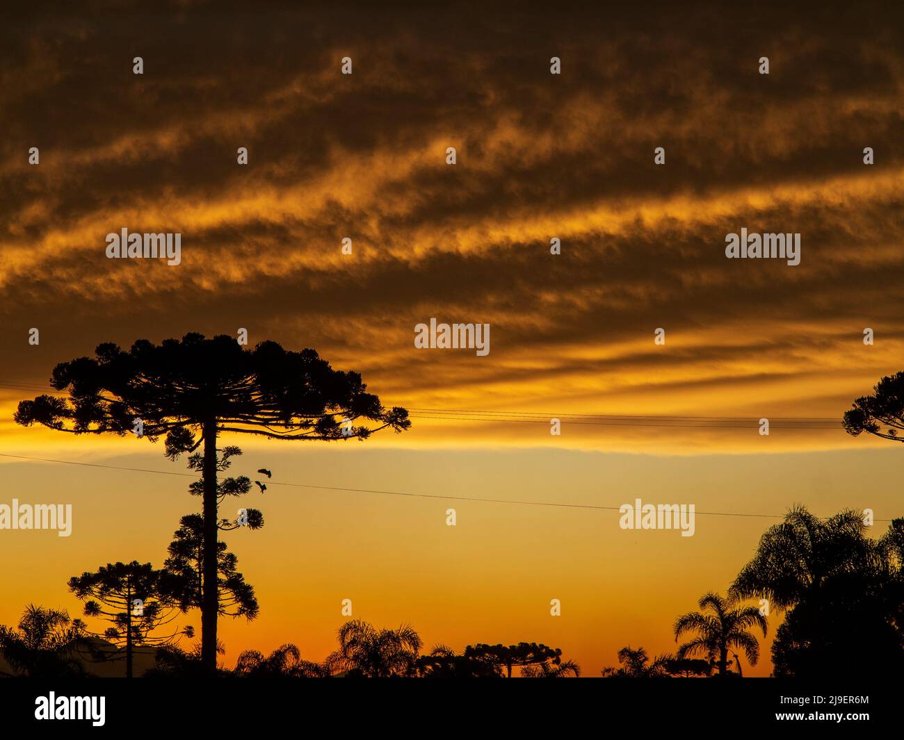 Araucaria tree at sunset, Urubici town, Santa Catarina, Brazil Stock ...
