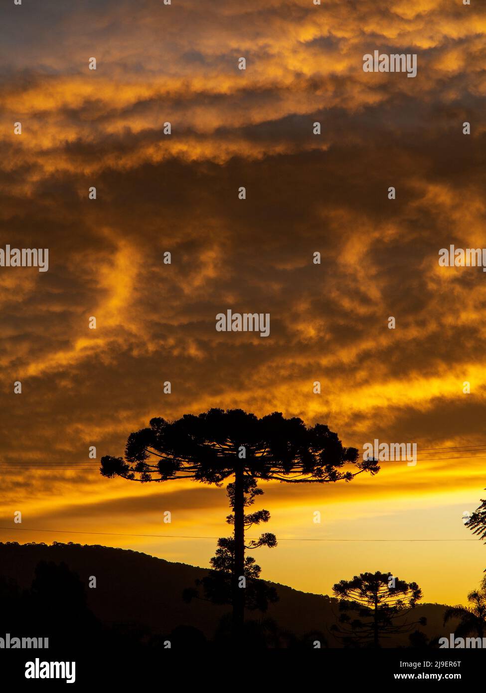 Araucaria tree at sunset, Urubici town, Santa Catarina, Brazil Stock ...