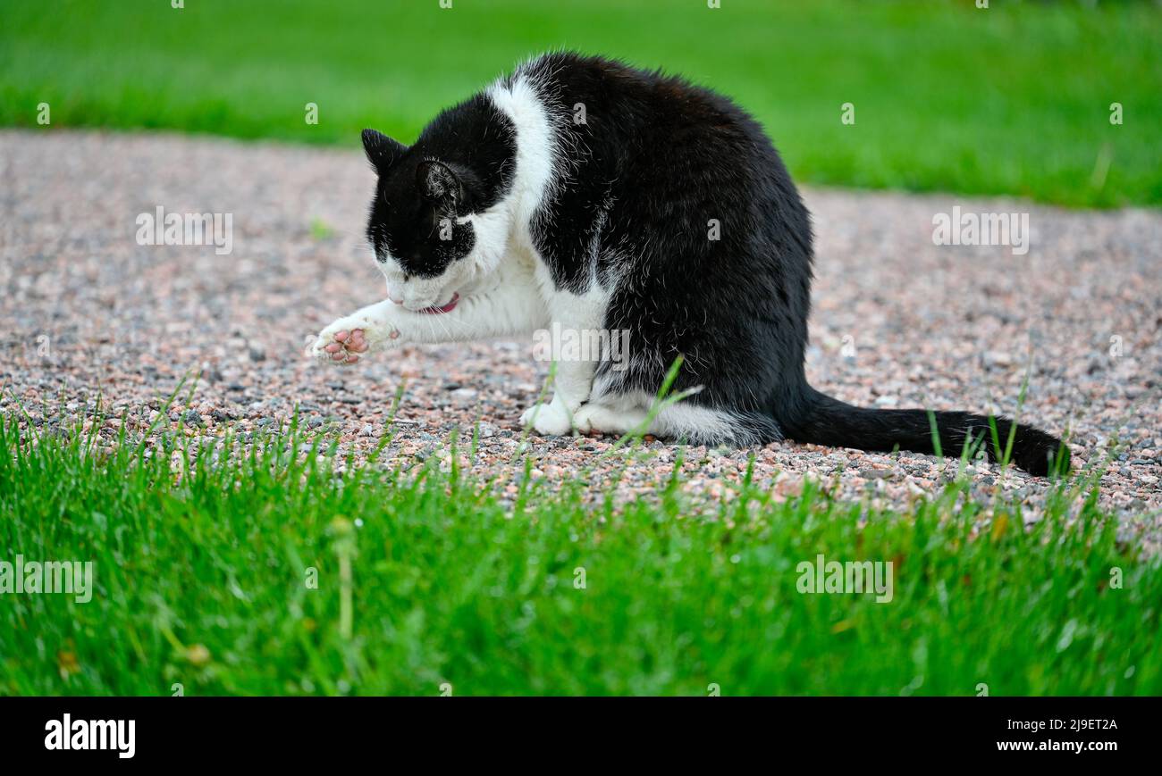 domestic cat licking a leg clean outdoors Stock Photo - Alamy