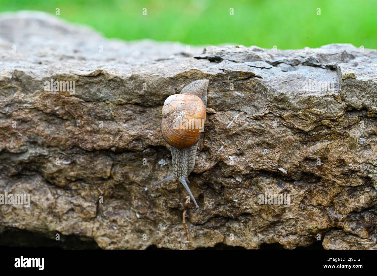 closeup of a small Roman snail on big stone Stock Photo - Alamy