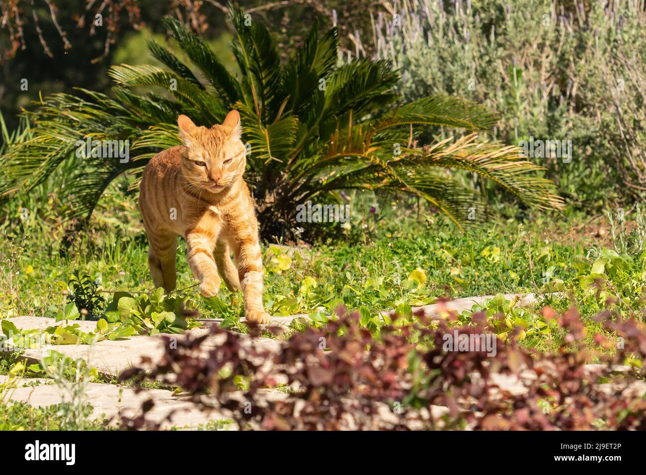 Kitten running fast hi-res stock photography and images - Alamy