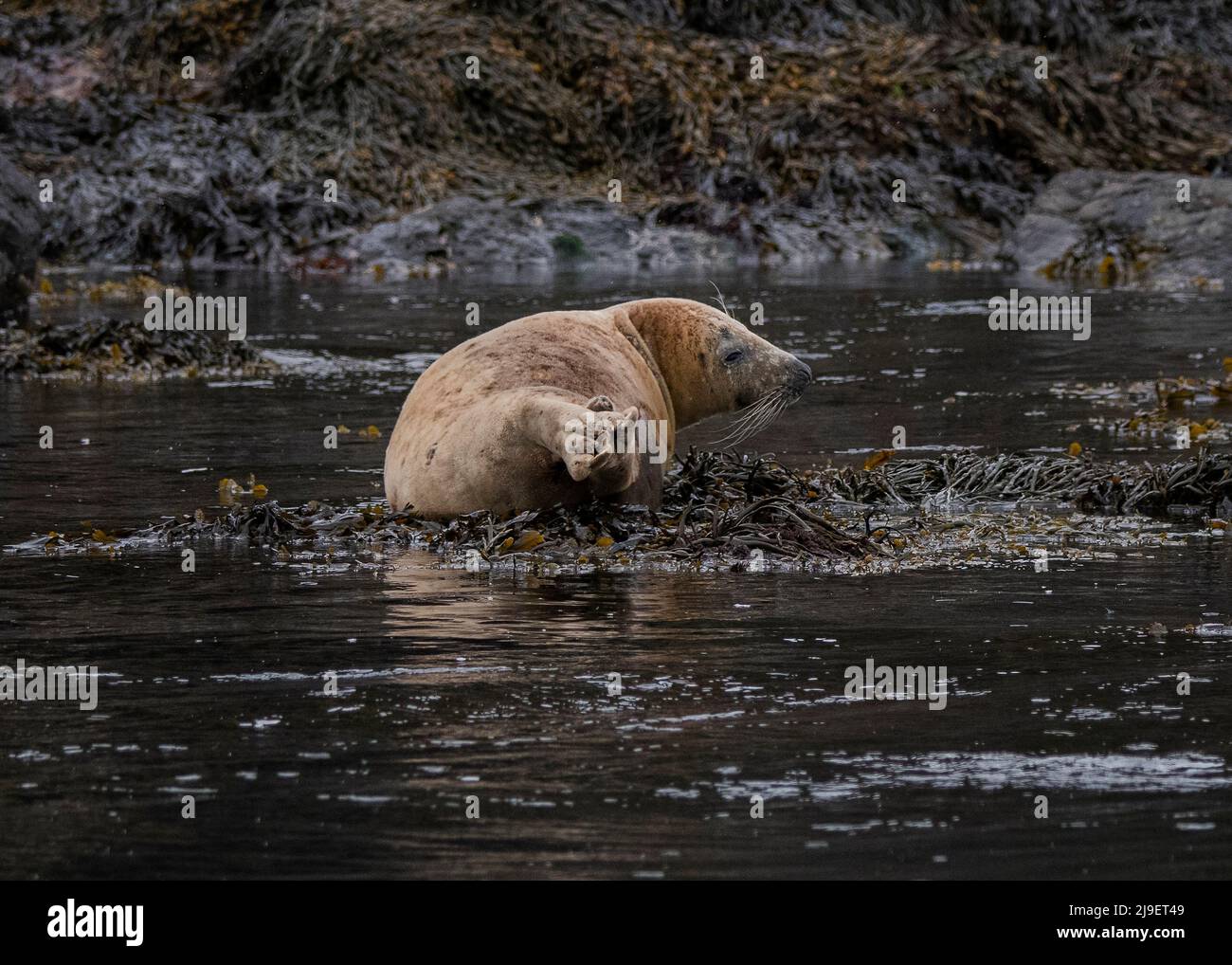 Seal grey (Halichoerus grypus), hauled out on rocks, Treshnish Isles ...