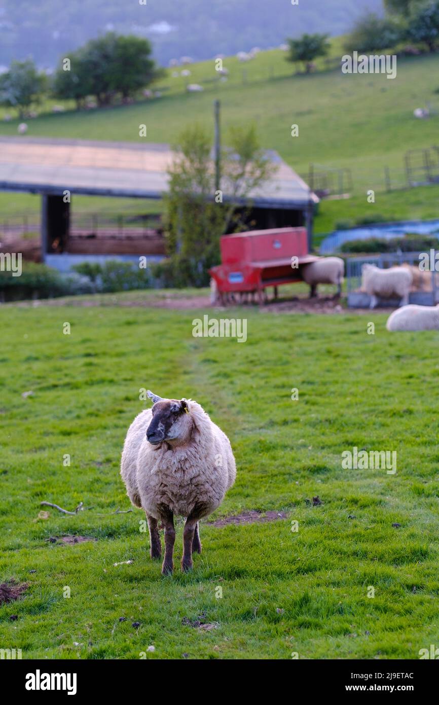 Rural shropshire hi-res stock photography and images - Alamy