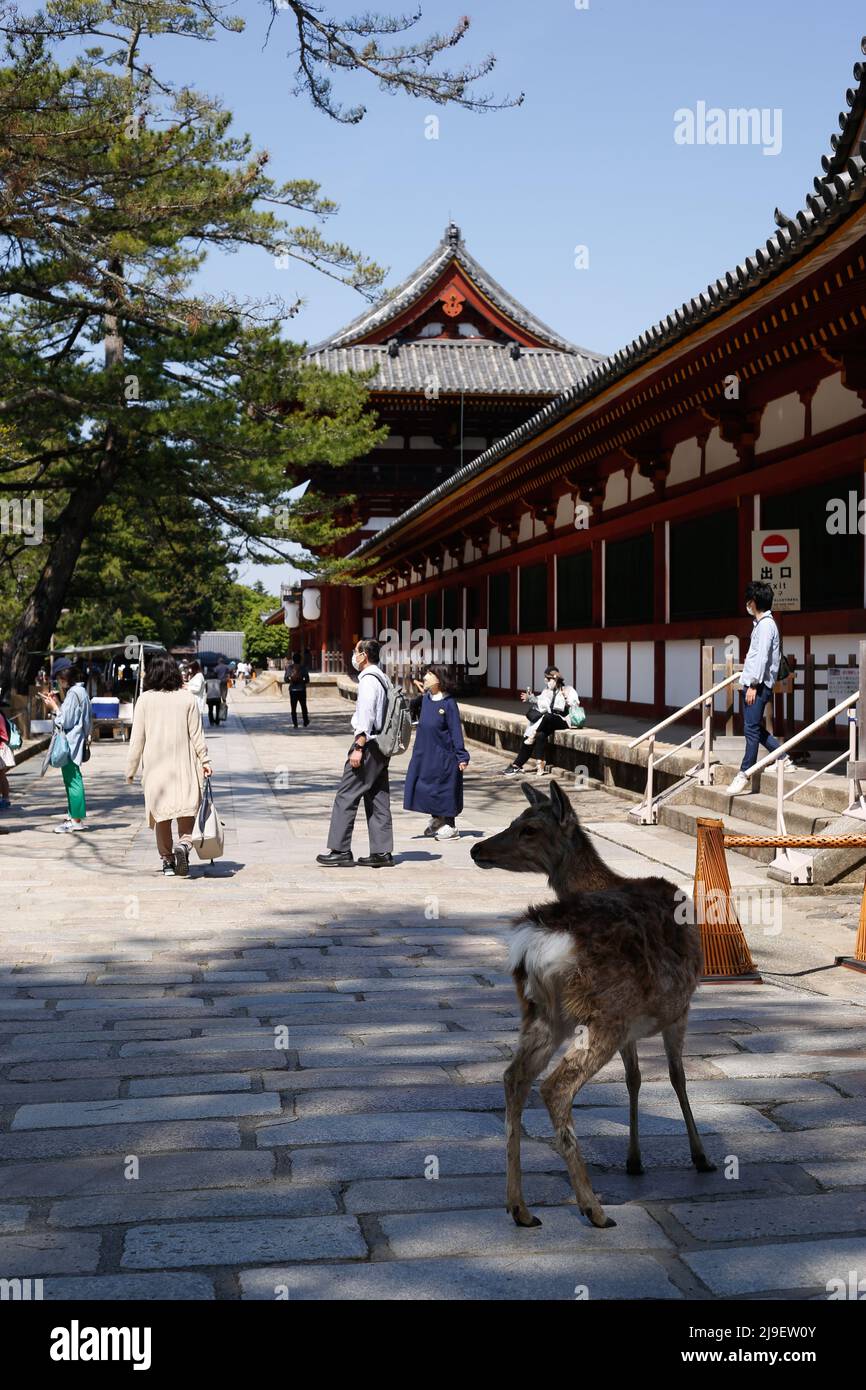 Nara kouen hi-res stock photography and images - Alamy