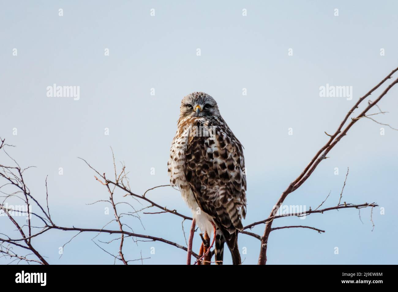 Rough-Legged Hawk sitting in tree at Bear River Migratory Bird Refuge ...