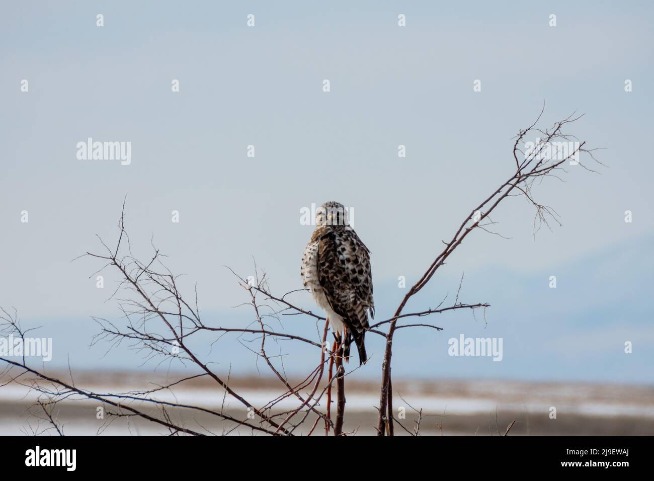 Rough-Legged Hawk sitting in tree at Bear River Migratory Bird Refuge ...