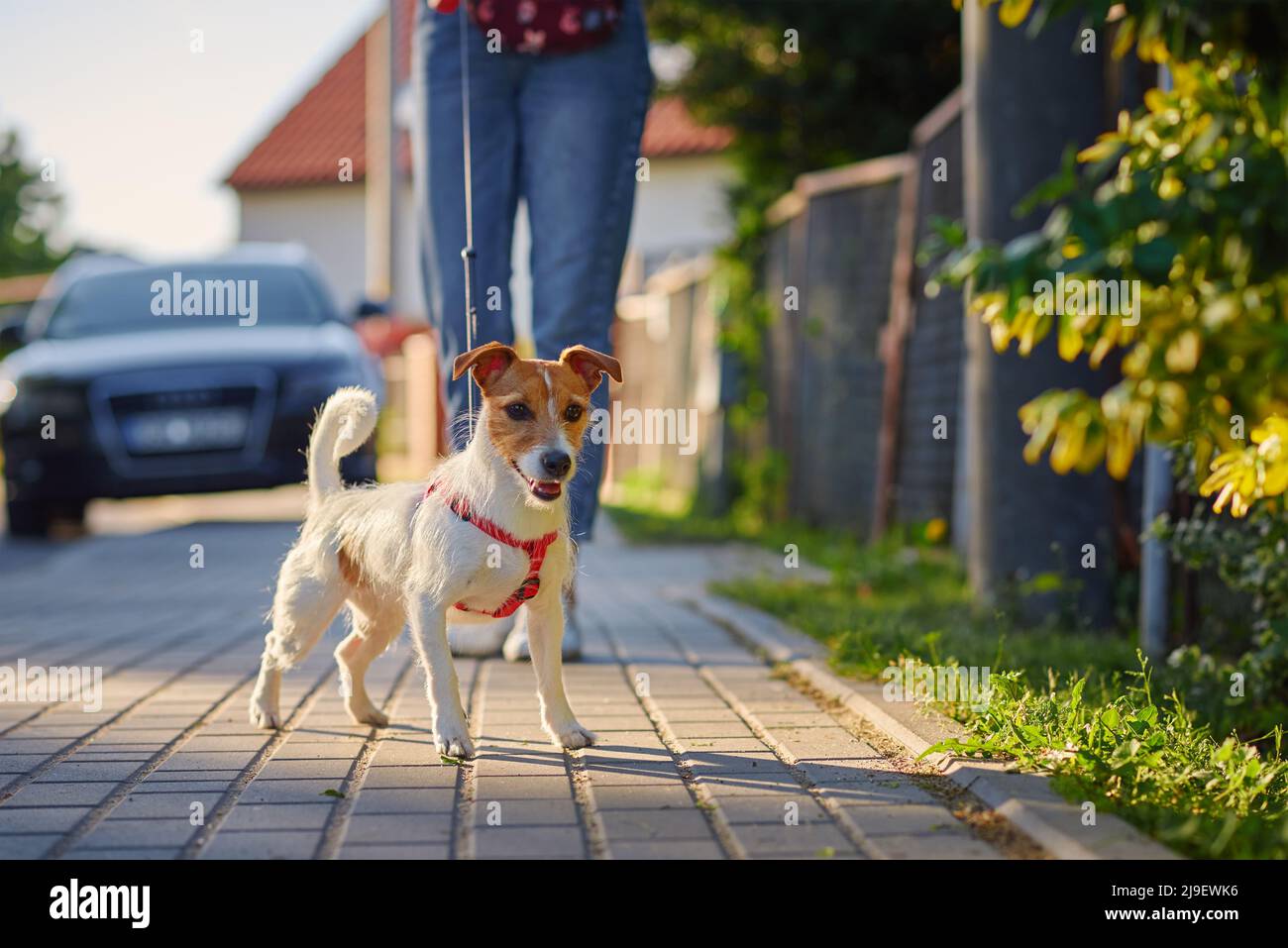 Pet owner walks with dog outdoors, Jack Russell terrier at city street ...
