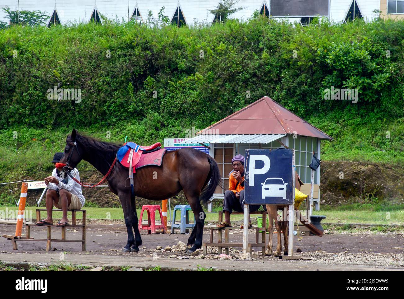 A horse on the car parking in Bandungan, Semarang, Indonesia Stock ...