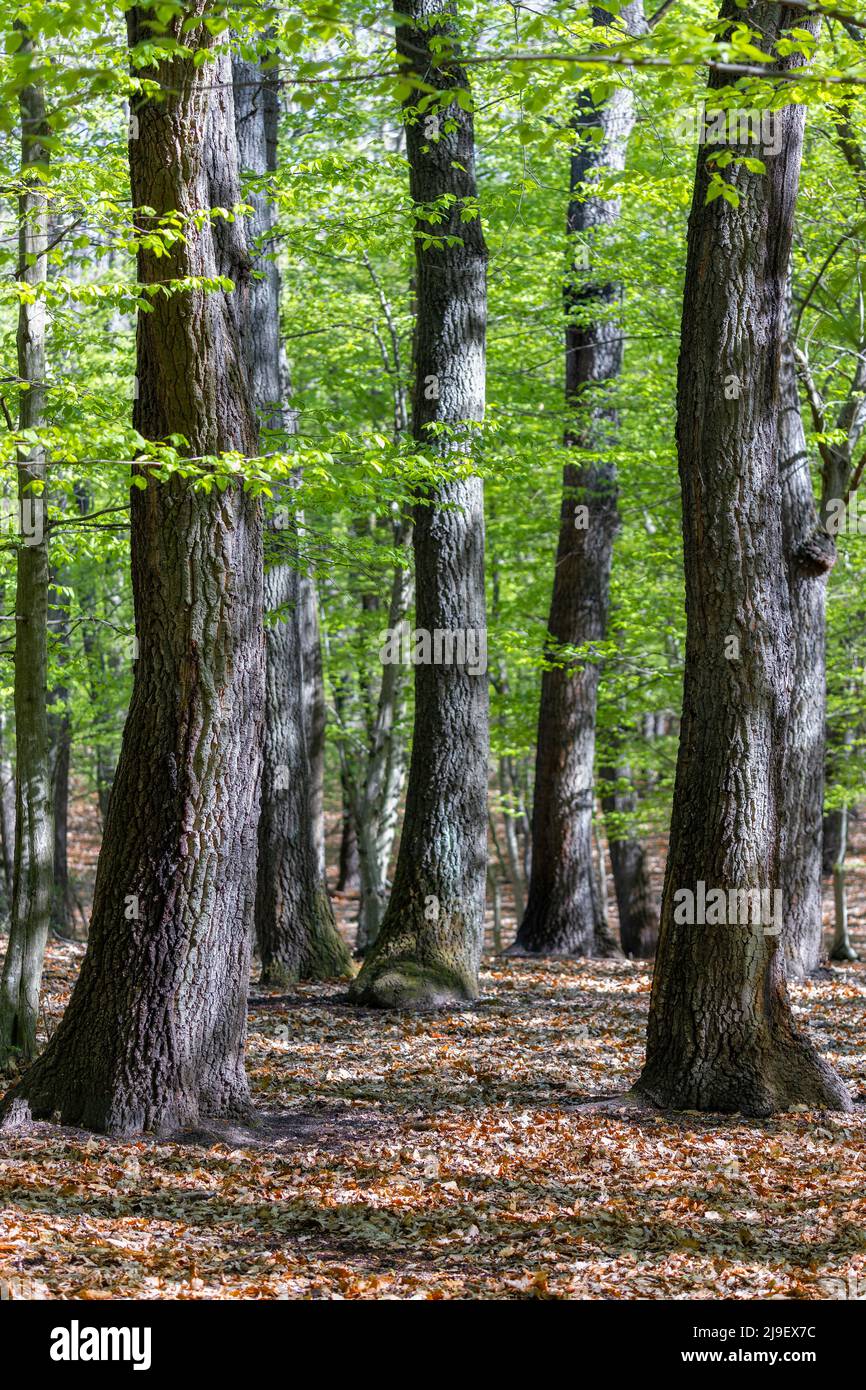 Green oak forest in spring time Stock Photo - Alamy