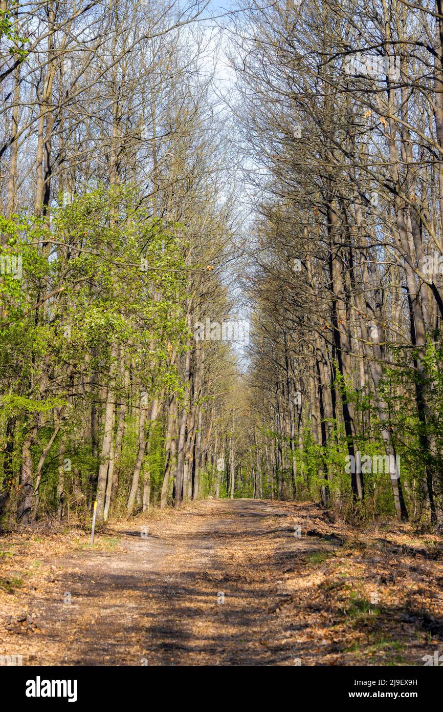 Green oak forest in spring time Stock Photo - Alamy