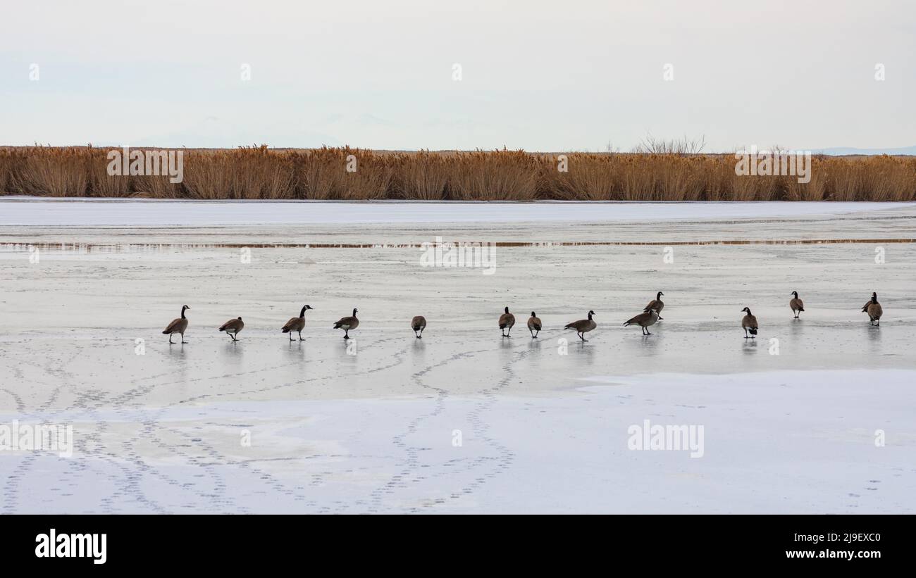Canadian geese on frozen lake, bear river migratory bird refuge ...