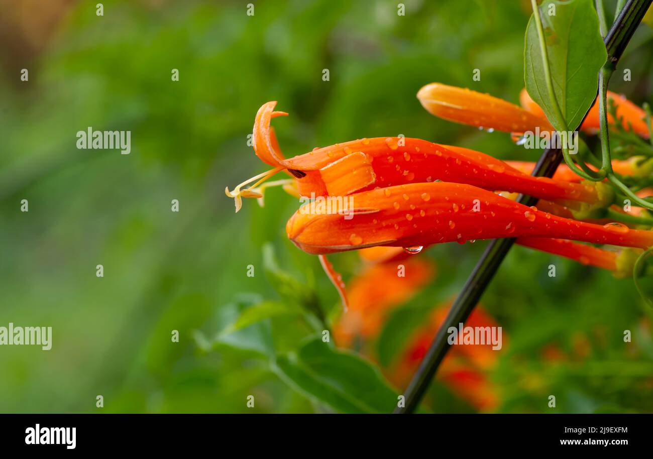 Red bells of the Firecracker flower (Russelia equisetiformis Stock ...