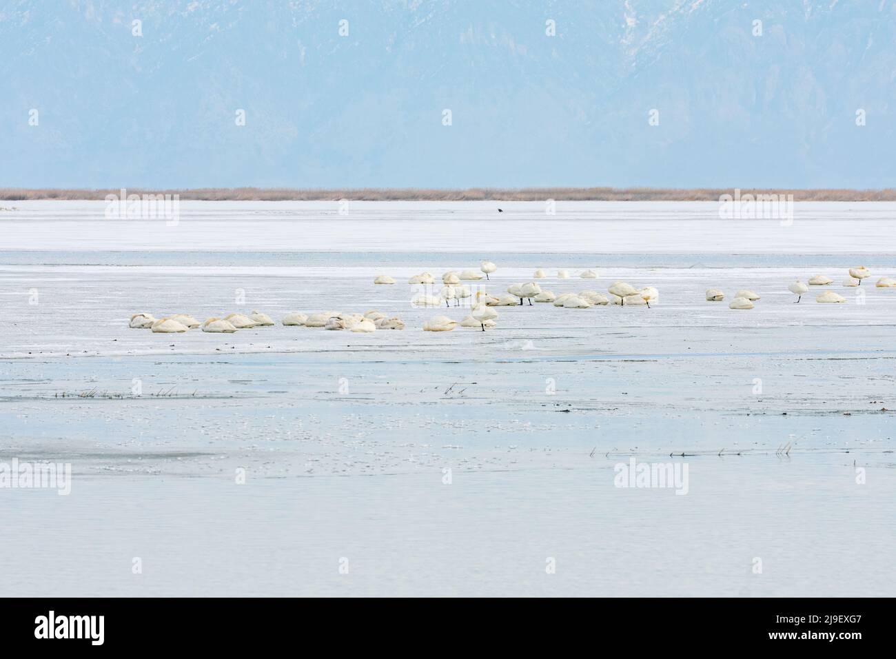 Tundra swans on frozen lake, Bear River Migratory Bird Refuge, Utah ...