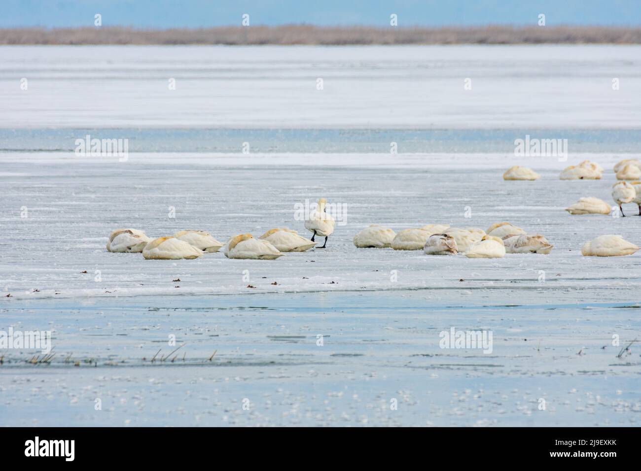 Tundra swans on frozen lake, Bear River Migratory Bird Refuge, Utah ...