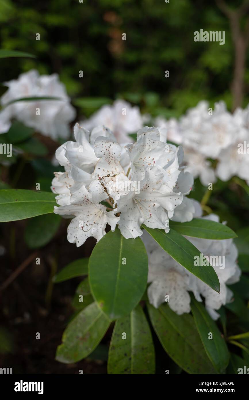 Rhododendron yakushimanum Nakai 'Schneekrone' blooming white flower ...