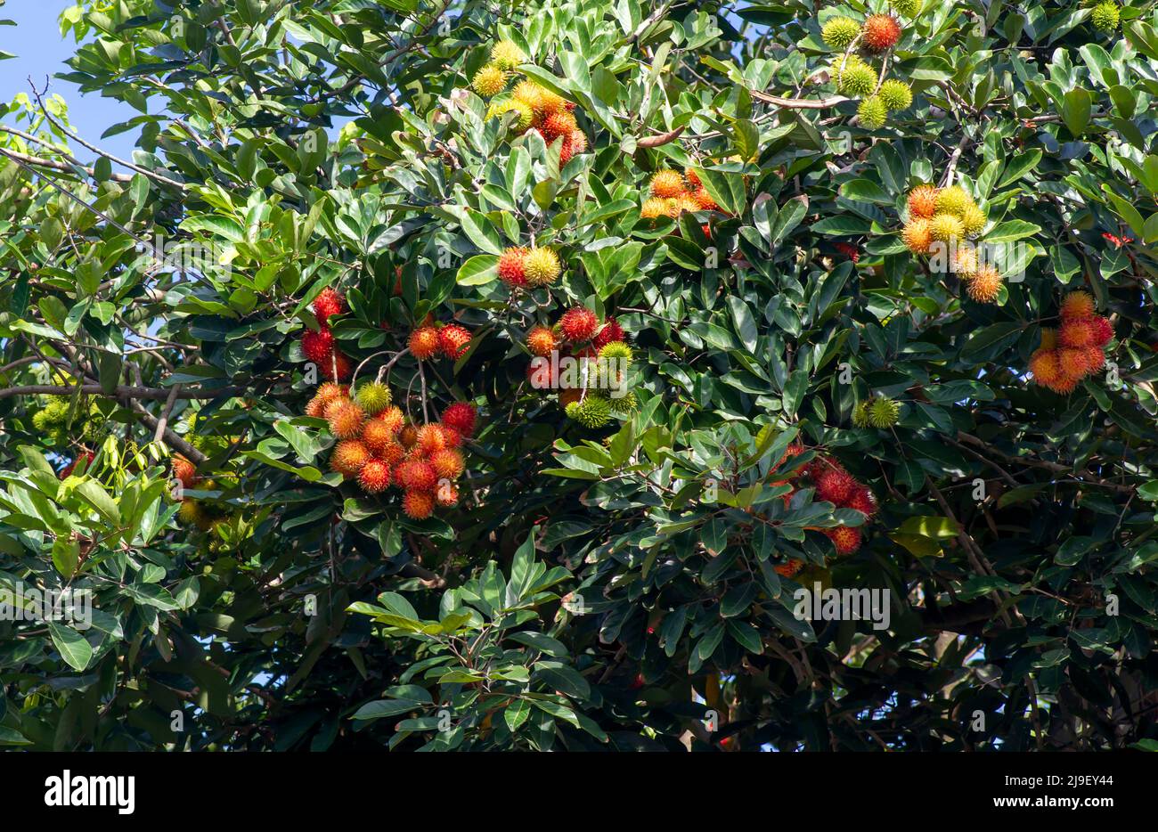 Rambutan indonesia hi-res stock photography and images - Alamy
