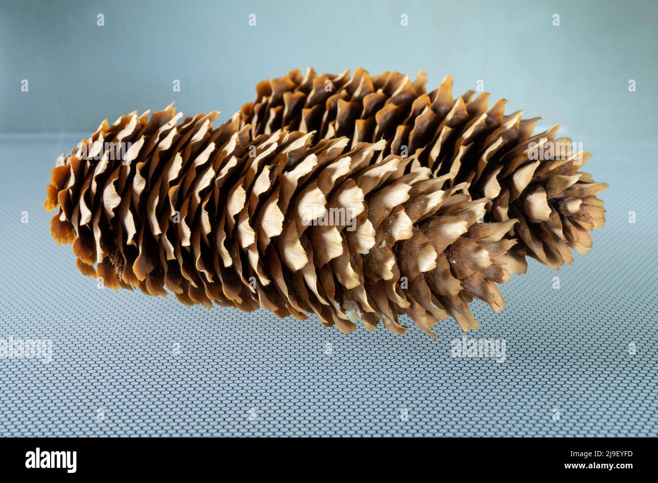 A branch of a spruce tree with a large long cone close-up. A beautiful ...