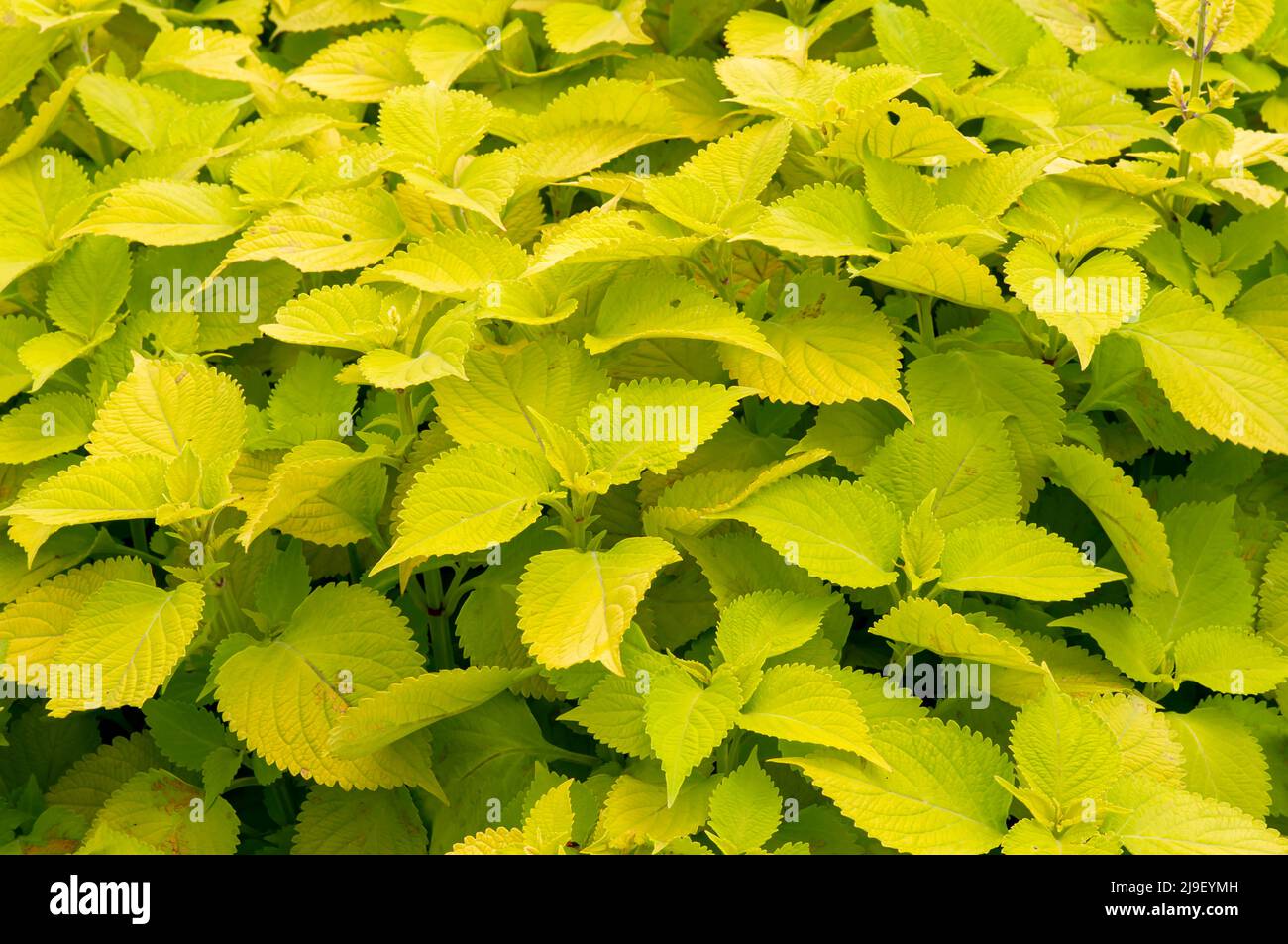 Light green leaves for natural background Stock Photo - Alamy