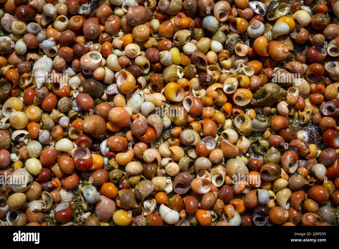 Shellfish texture macro photography. Abstract background wallpaper ...