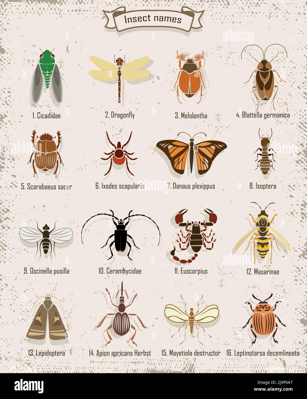 Colorful insects icons set with scientific names of creatures on ...