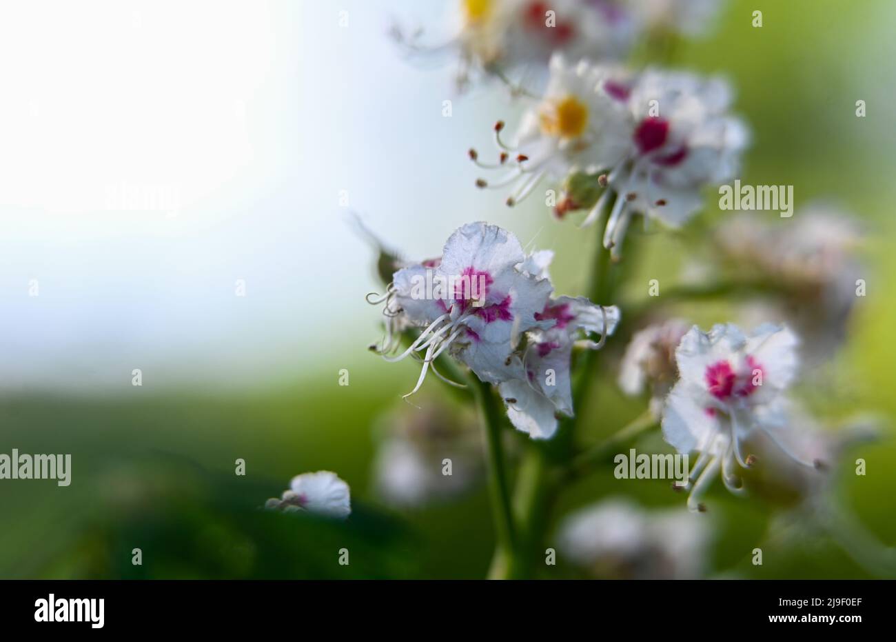 Macro photography of plants in sunny spring day Stock Photo - Alamy
