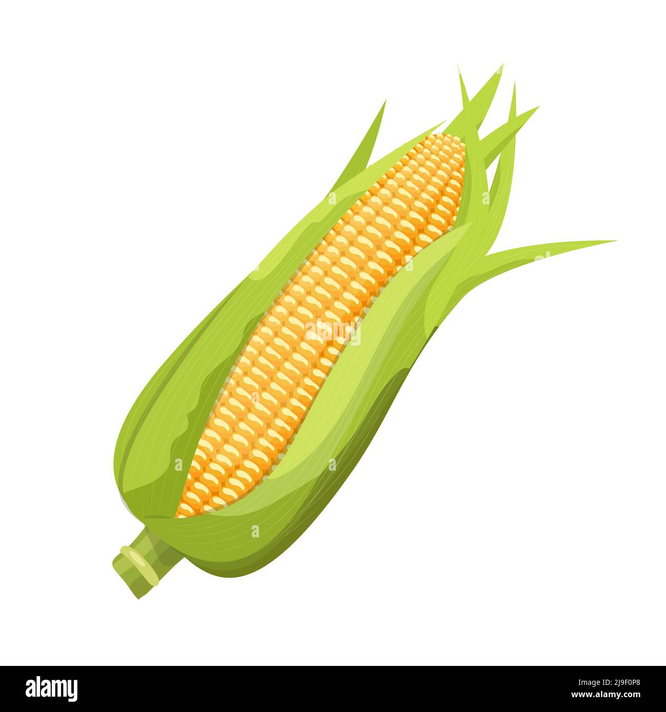 Corn Cob Illustration