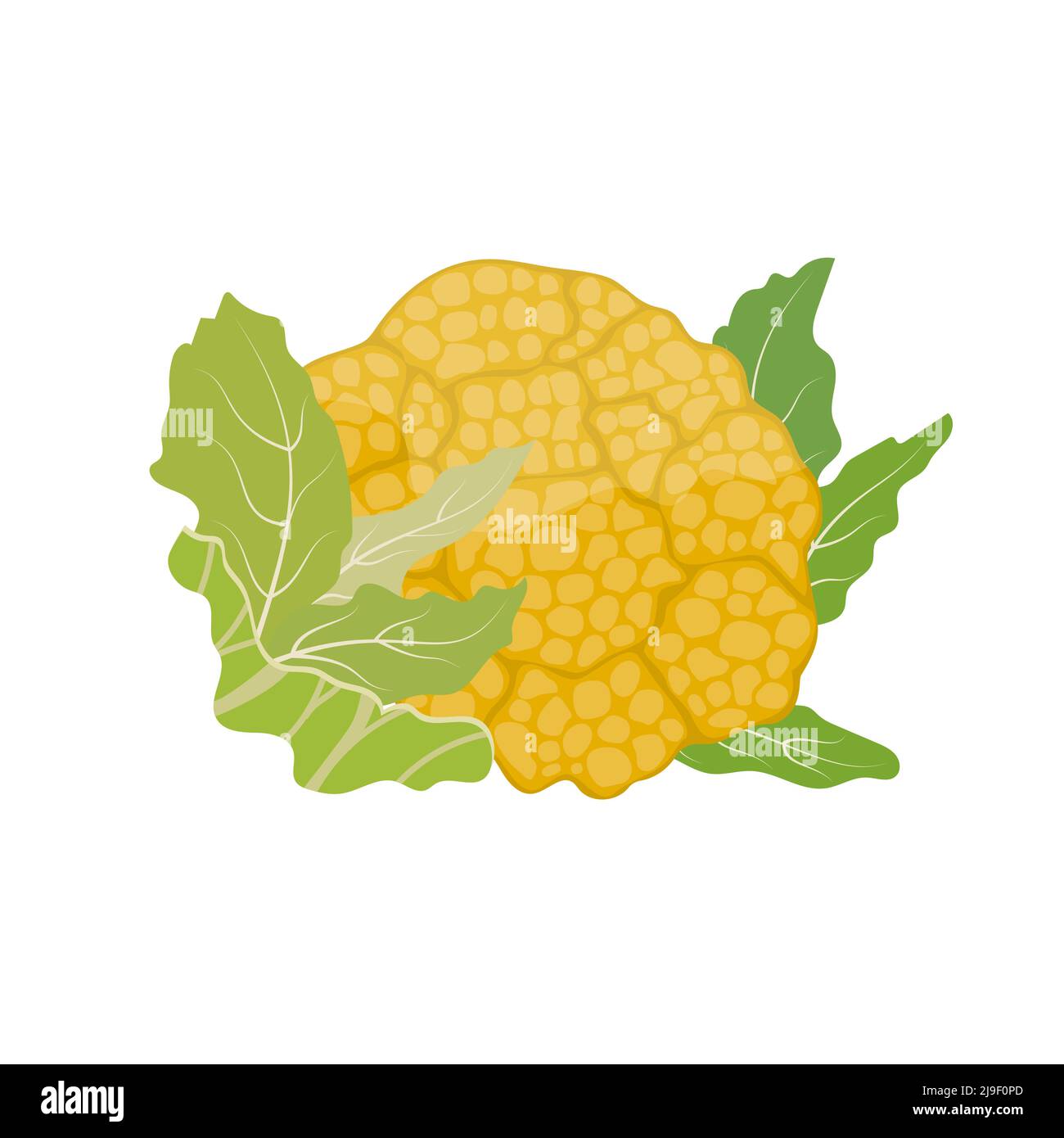 Harvest broccoli cauliflower on Stock Vector Images - Alamy