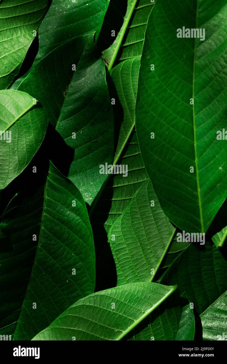 Green colorful leafy background, nature detail backdrop Stock Photo - Alamy
