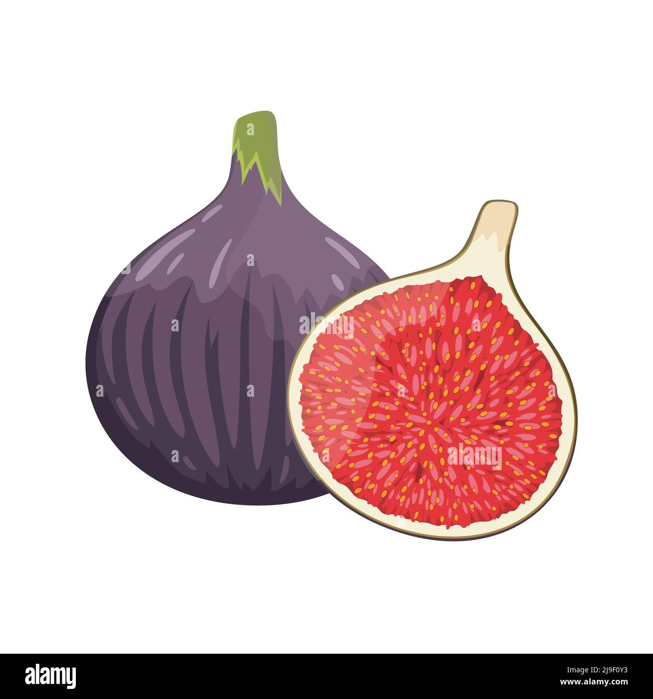 Purple figs whole and cut, flat style vector illustration isolated on ...