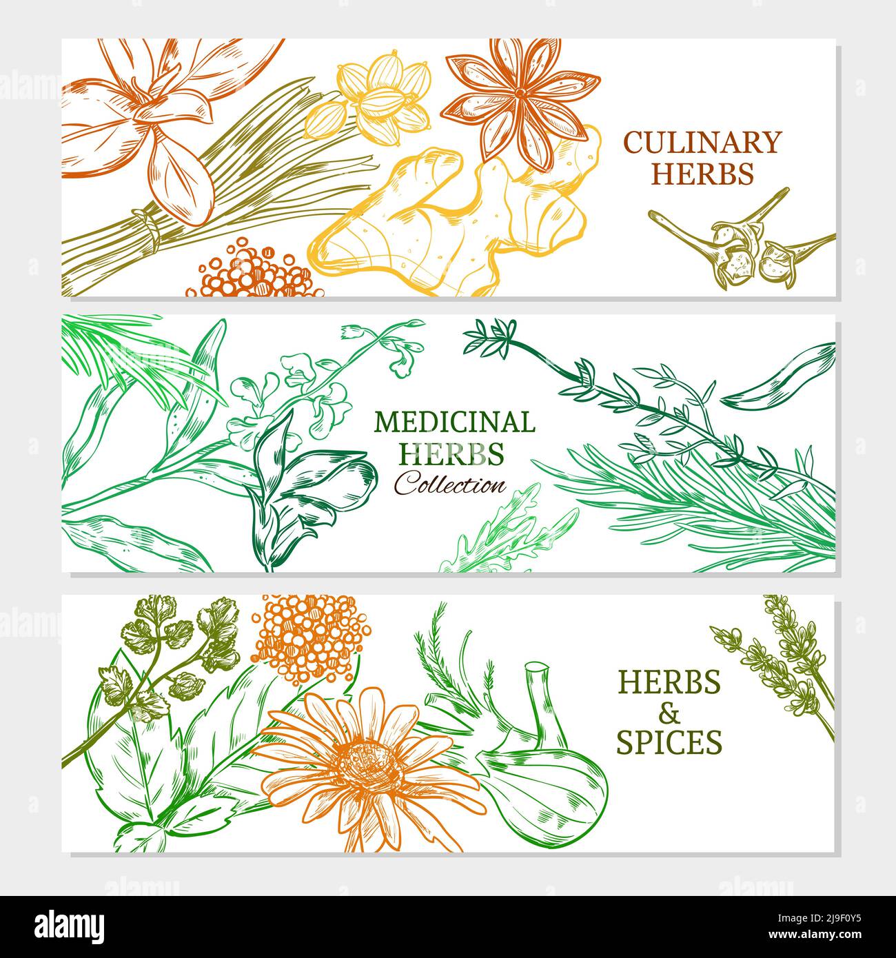 Natural healthy plants horizontal banners with medicinal culinary herbs ...