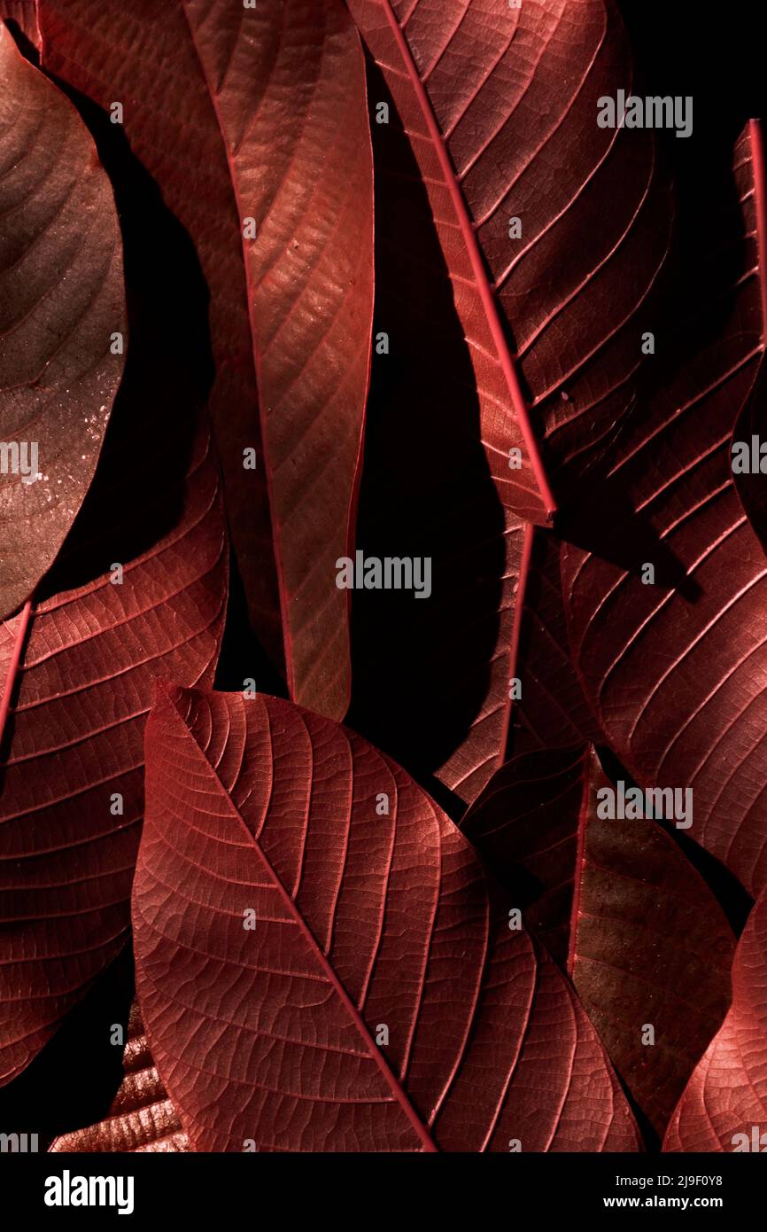 Colorful leafy background, nature detail backdrop Stock Photo - Alamy