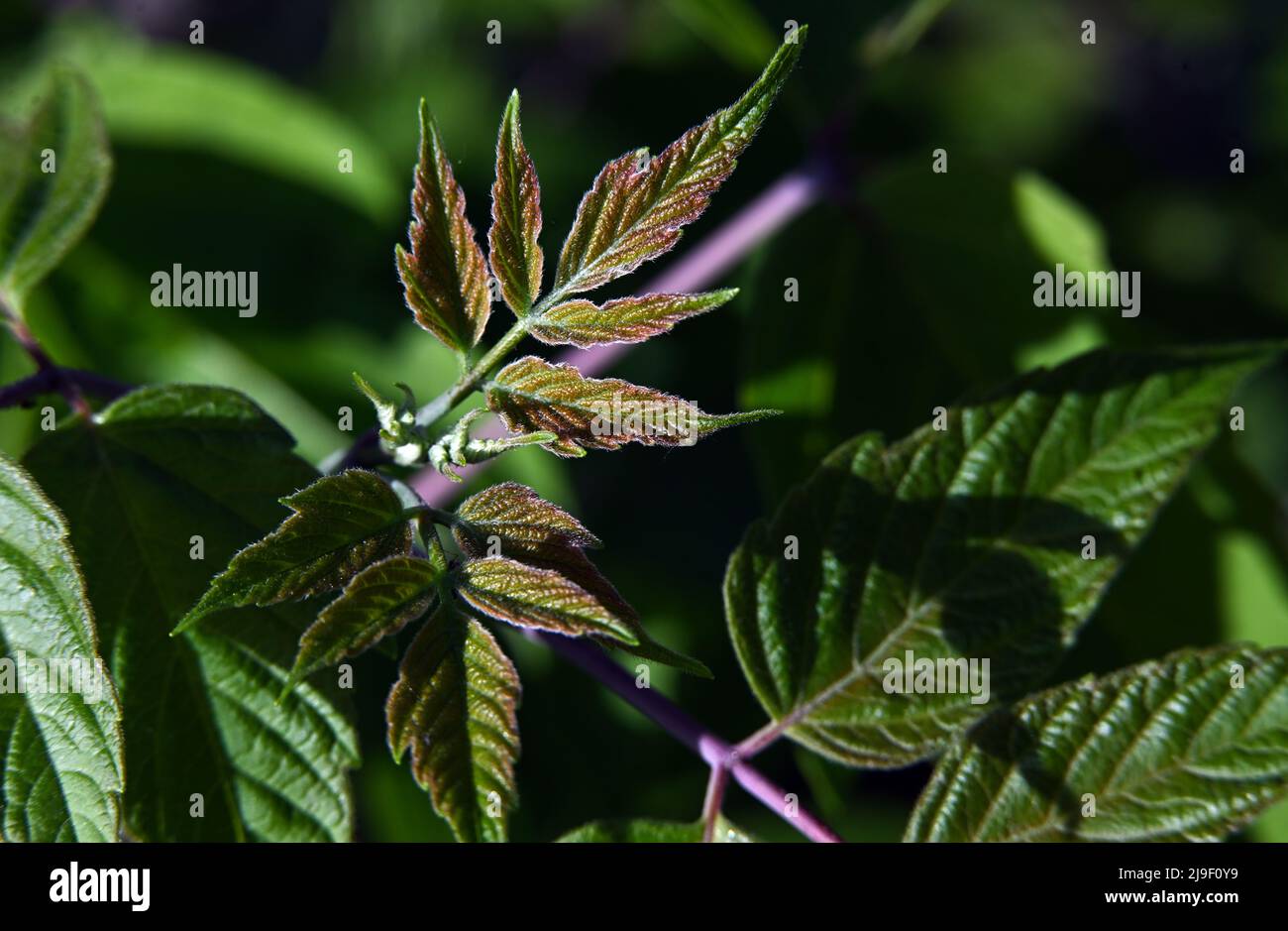 Macro photography of plants in sunny spring day Stock Photo - Alamy