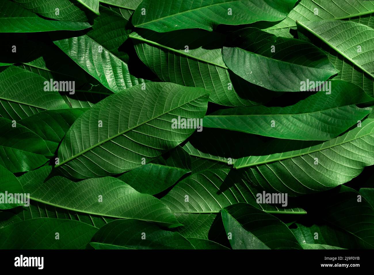 Green colorful leafy background, nature detail backdrop Stock Photo - Alamy