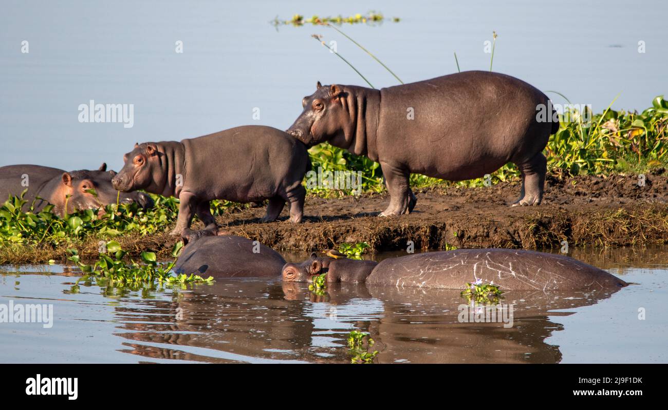 A hippo cow and calf isolated on a small island in the Letaba river in ...