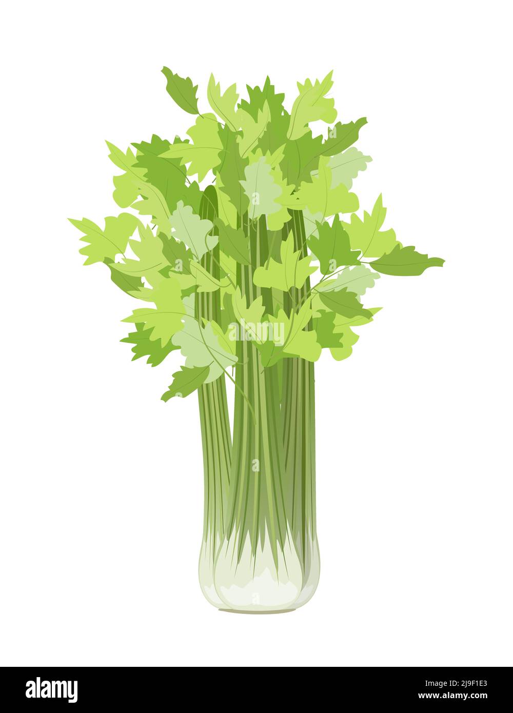 Leaf green celery, flat style vector illustration on white background ...